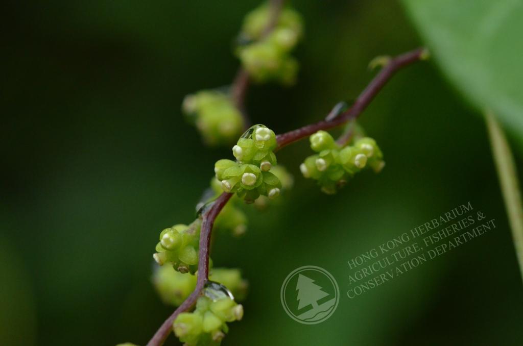HK Herbarium - Home