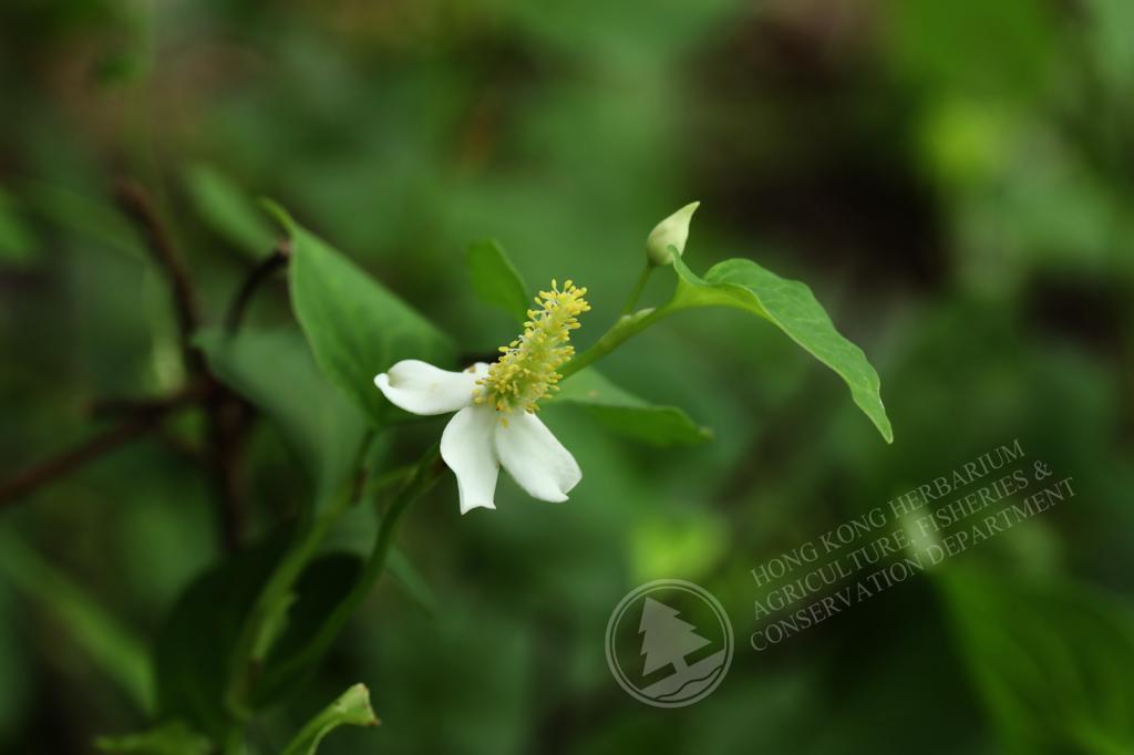 HK Herbarium - Home