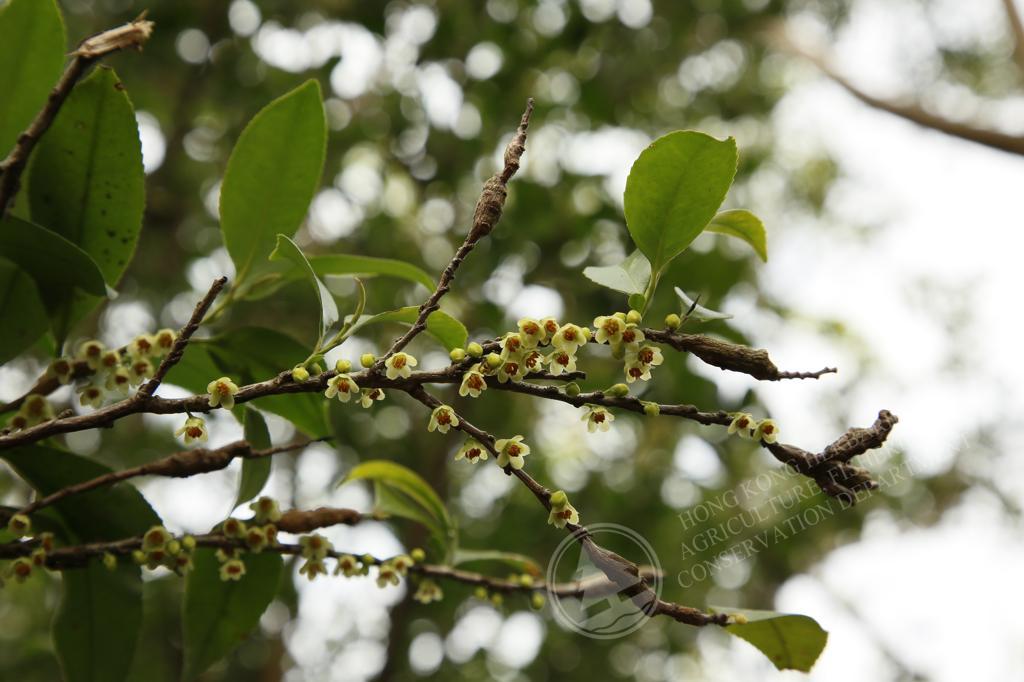 香港植物標本室 - 本月之花